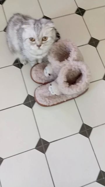 Кошечка Буся изучает новые вещи)