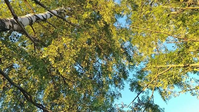 раннее утро