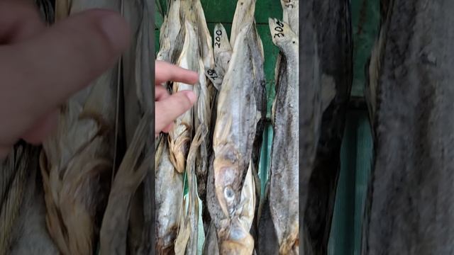 Купили рыбу в Седово на море