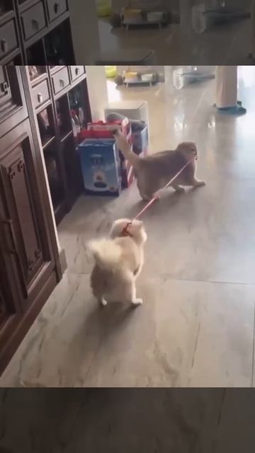 👀 Завели собачку…коту