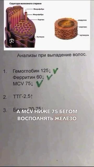 При выпадение волос 👩🦲