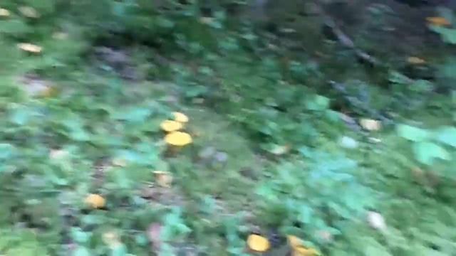 День 2. Поход в лес за грибами..