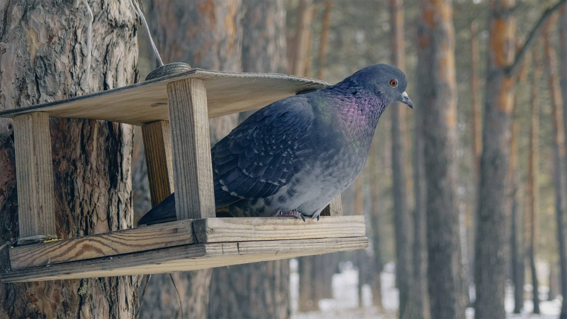 Голубь любит позировать перед камерой