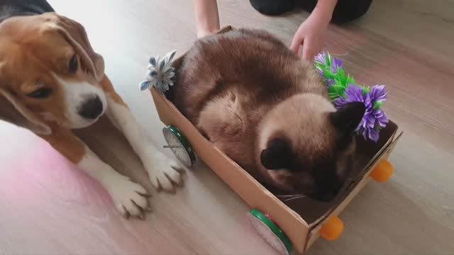 Кот Маркисс и его личный транспорт "Телебок"