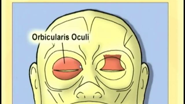 Ophthalmology Lecture - Eye Anatomy Part 1