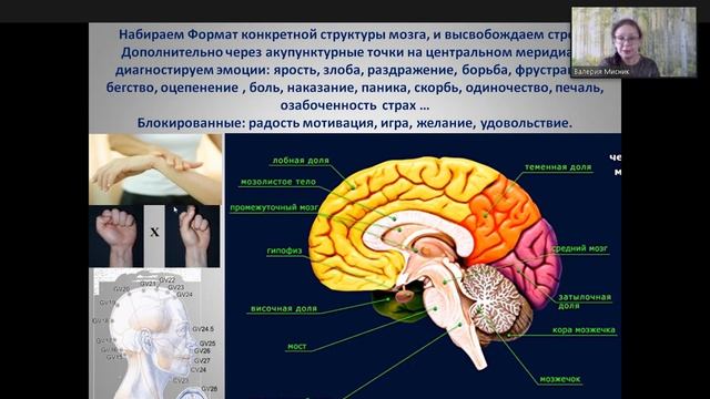 Форматы стресса в структурах мозга.... Форматы физиологии. Описание курсов. (Форматы мозга)