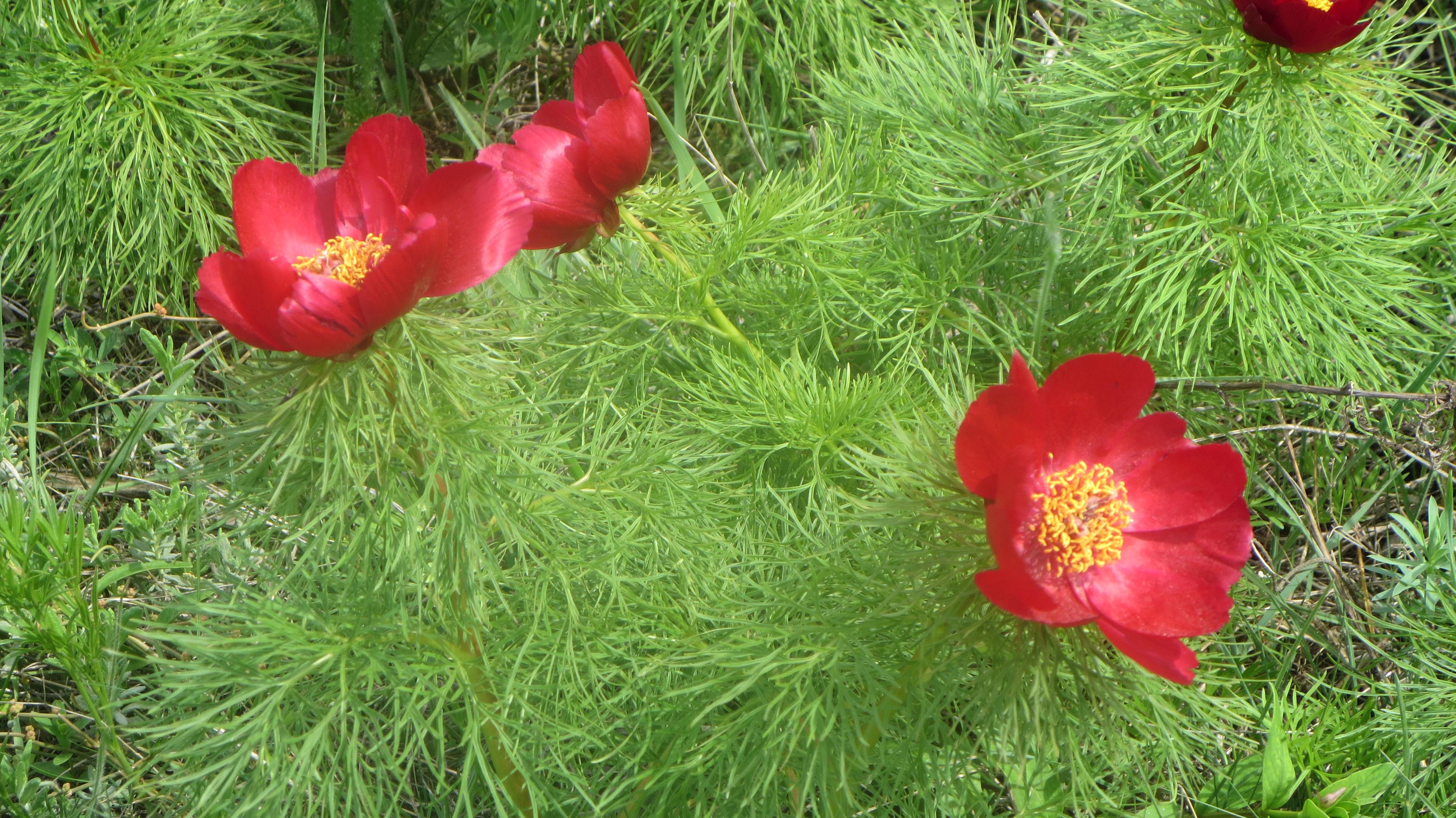 Цветущий Крым. Ч.3. Дикие пионы. Белая скала. Весеннее путешествие.