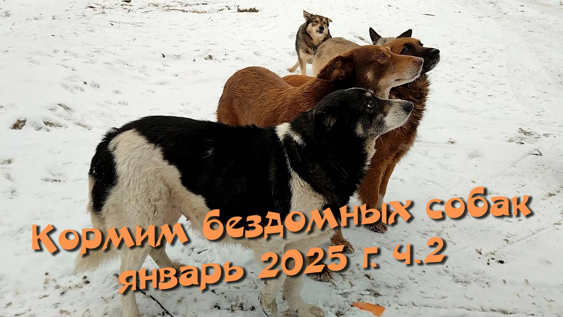 Кормим бездомных собак. Январь 2025 г. ч.2