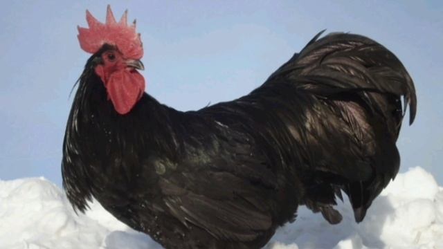 Деревенский колдун Иван