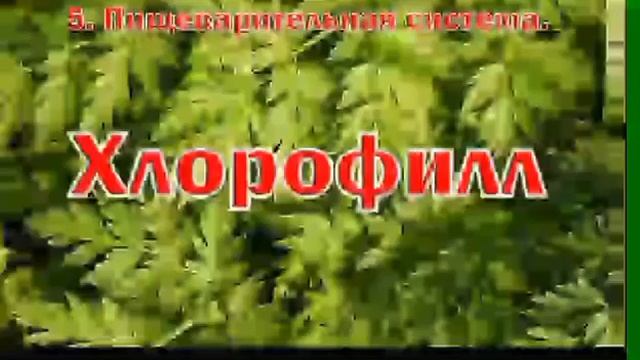 Ботва моркови полезна!