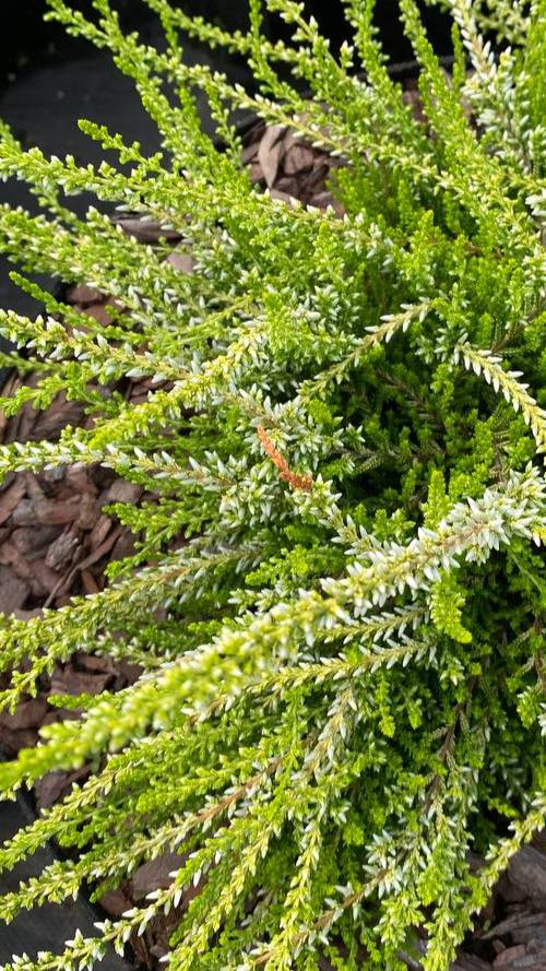 Микс из вересков