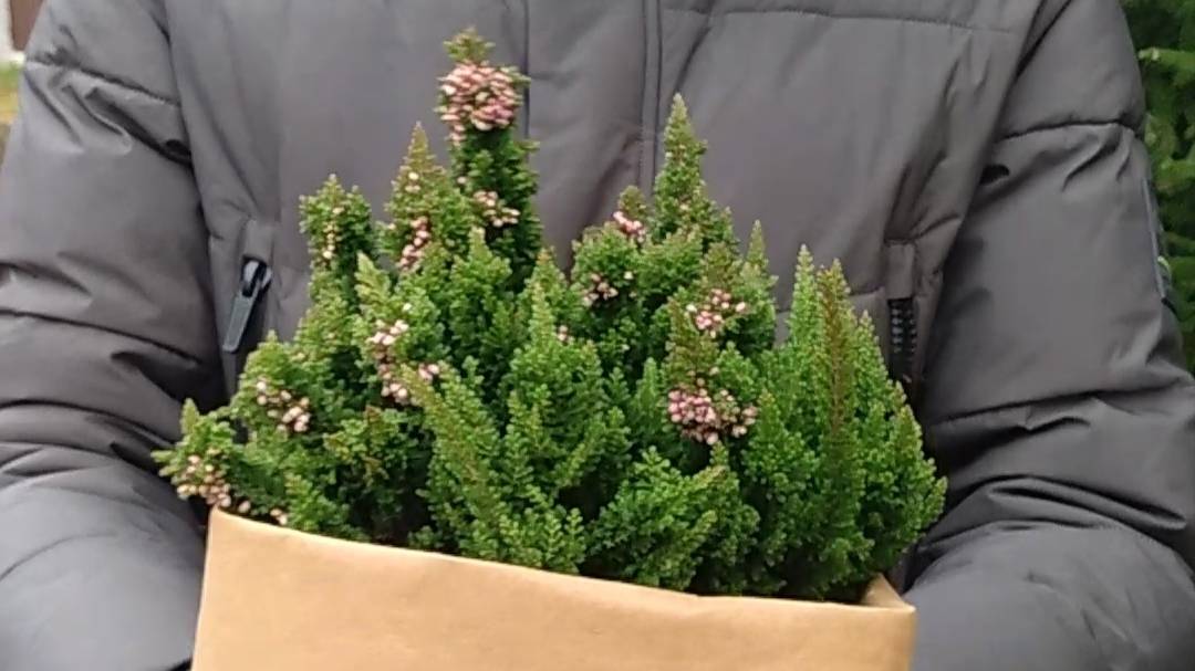 Забирали верески осенью, сняли видео)