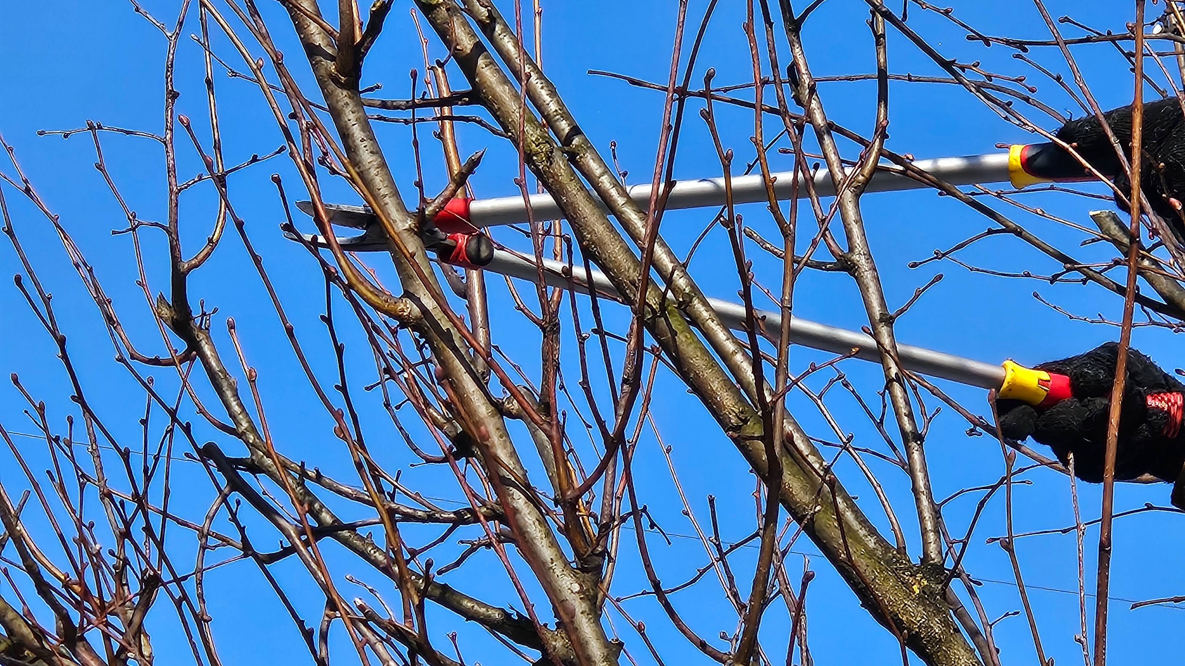 Весенняя обрезка сада от команды агронома "Ромашкино Парк"
