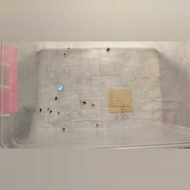 Средство 3 дв убил всех клопов за 15 минут