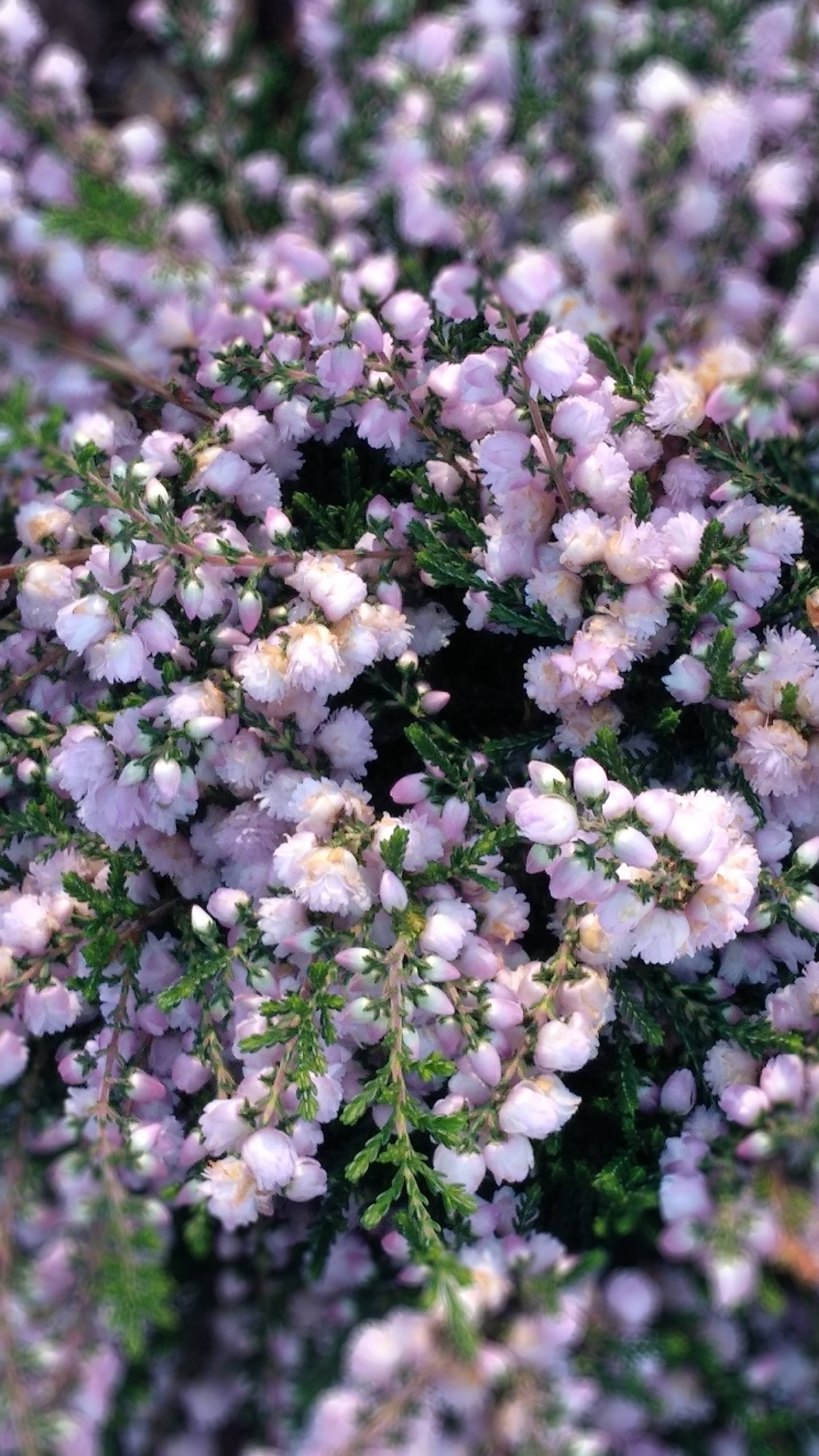 Еще розовый вереск