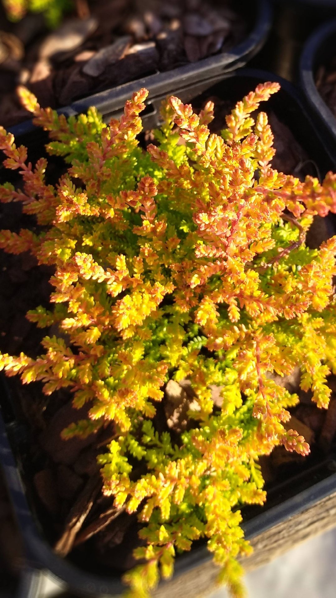 Верески с желтой окраской листвы