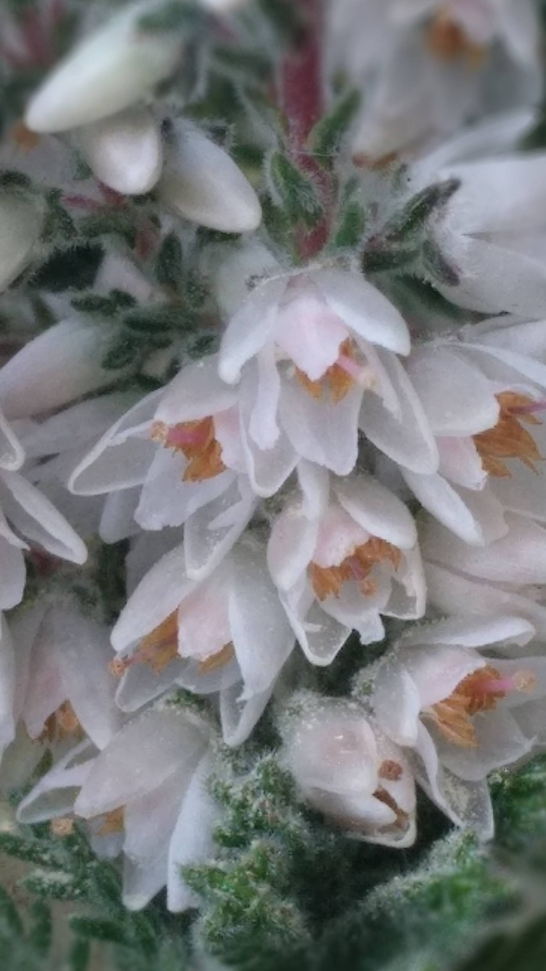 Вереск "Золушка"