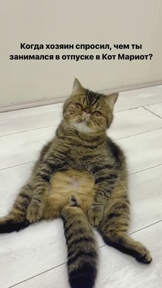 Когда хозяин спросил чем ты занимался целый день на передержке