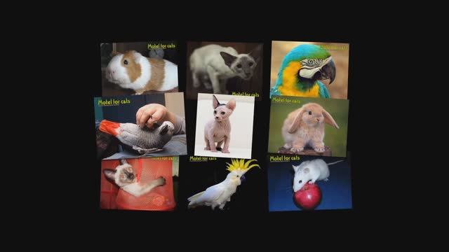 В Самаре светит звезда
Гостиница для кошек
Мурчание до утра
Здесь всё как в сладком сне