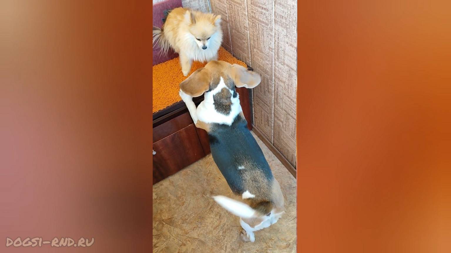 Фокс счастлив :) Грейська приехала! | Передержка собак Ростов