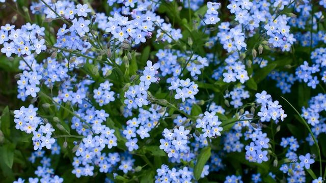 'Volkslied' 'Fedoroff - studio' 'Музыкальный подарок' 'Годовщина свадьбы'
