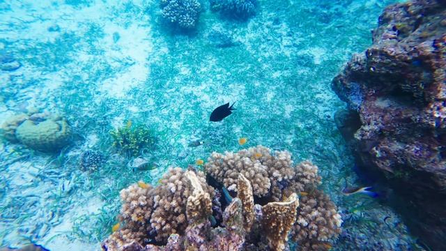 Эпизод 6: «Магия Тихого океана | Лучшие Моменты Снорклинга»