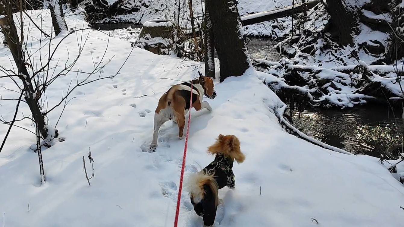 Ура! Ещё чуть-чуть зимы! Грейси & Фокс | Передержка собак Ростов