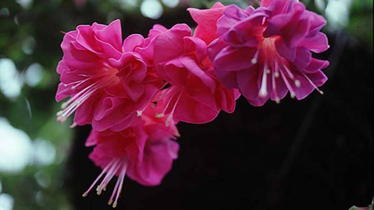 Australia 8 Melbourne 1995