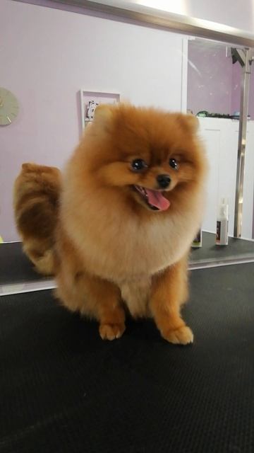 Щенок шпиц.mp4