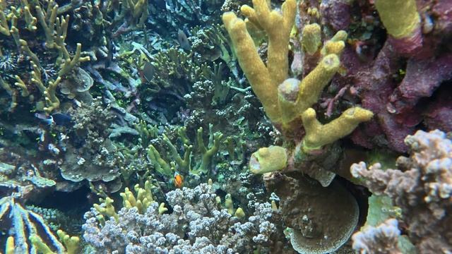 Эпизод 9: «Подводные Детали: Новые Виды Рыб, Морской Огурец за Едой и Встреча с Рыбой-Фугу»