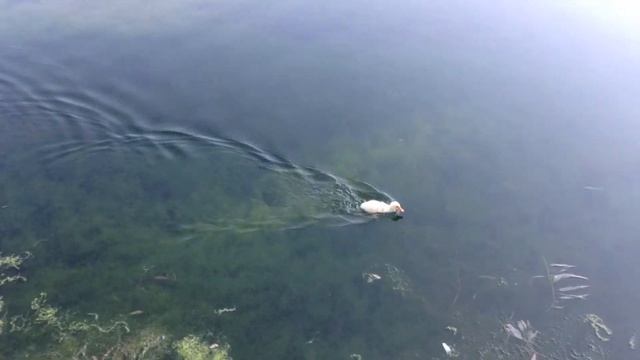 Kefalonia island, Greece, Duckling - Остров Кефалония, Греция, утенок