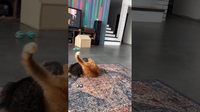 #кот #драка #тыгыдык #животные
