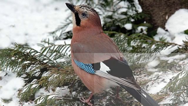 Птичий базар  Слайд-шоу Калейдоскоп  автор Людмила Базиль  Бонусный урок  Canva Базовый курс 8