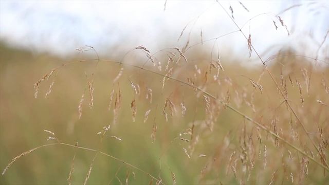 'Volkslied' 'Менестрель'