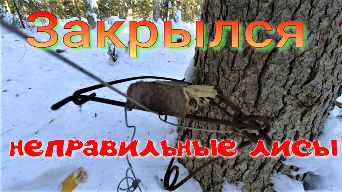 Закрытие сезона тайга ожила много следов белки соболя странное поведение лис лоси в безопасности