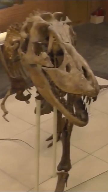 Палеонтологический музей имени Ю.А.Орлова (Москва, Россия)
/ Клуб путешественников 2019 год