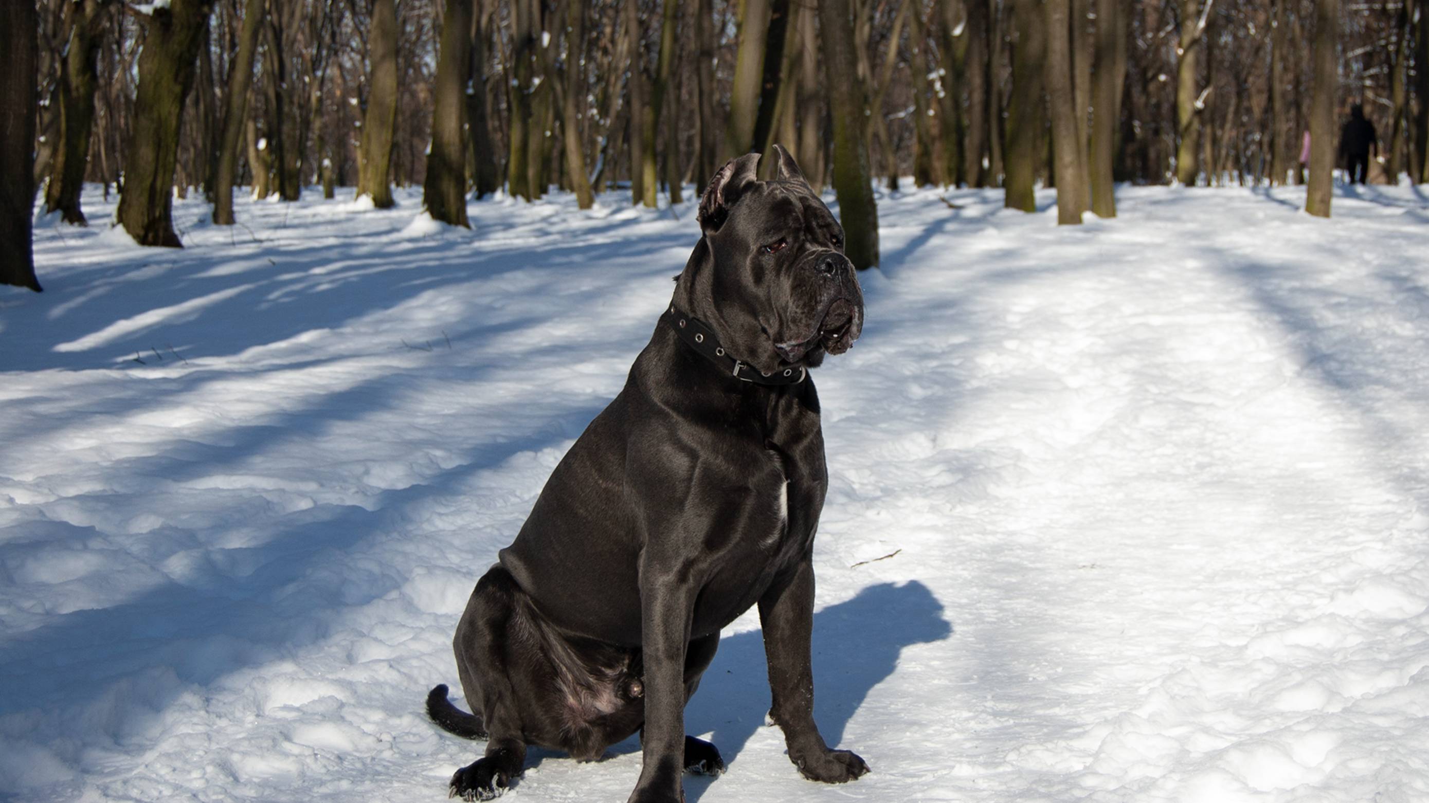 Кане-Корсо Зевс на прогулке! 24.02.2025