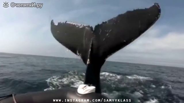 Весёлое, интересное, чудное видео