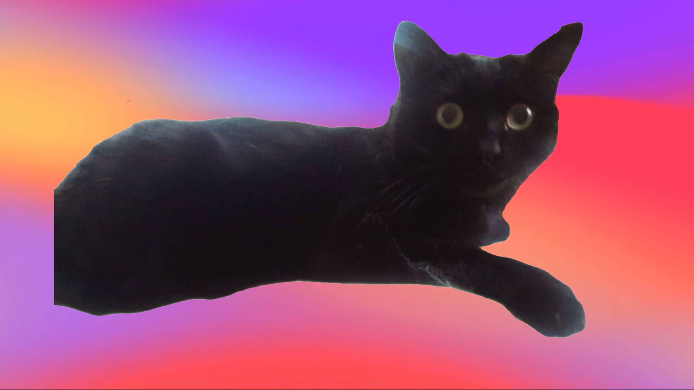 Дружина "Альтаир" поздравляет пионерских кошек с их праздником