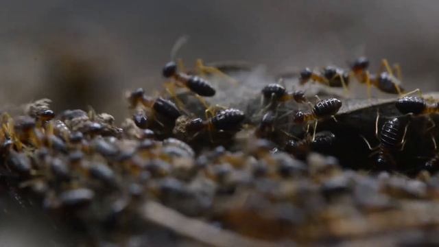 instrumental qub ae 45 минус