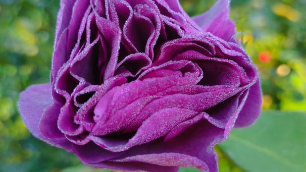 Пикировка Лобулярии 28 февраля