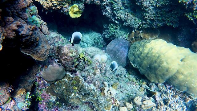 Эпизод 2: «Опасная Встреча: Полосатая Синяя Змея | Снорклинг в Тихом океане»