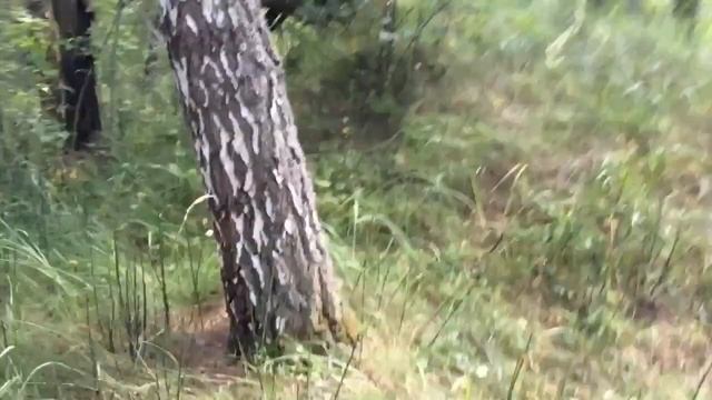 День 1 Лес.Под Юхновом.