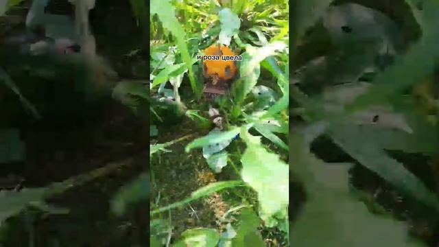 Золушка наших дней.