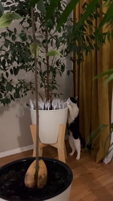 без кота и жизнь не та 😻