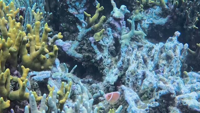 Эпизод 8: «Скрытые Сокровища Океана | Новые Виды Рыб, Старые Жилища и Уникальные Кадры»