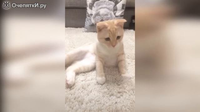 Весёлые и симпатичные кошки