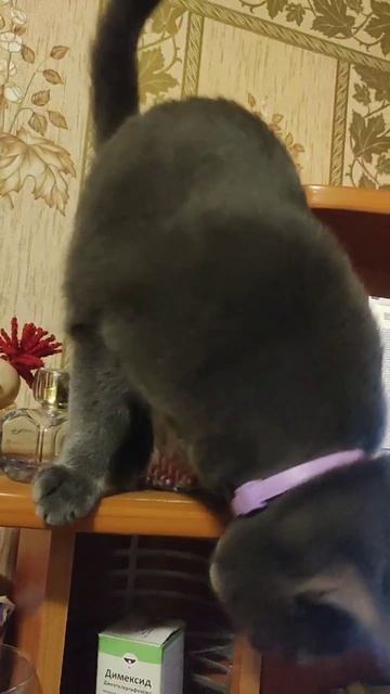 Кеша любит порядок. Котоматрица