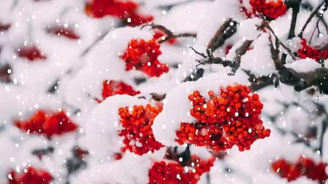 Зима пришла  Слайд-шоу  автор Людмила Базиль  Бонусный урок  Canva Базовый курс (8 поток)