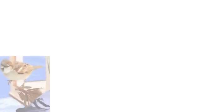 Птичья столовая Калейдоскоп  автор Нина Ницина Бонусный урок  Canva Базовый курс (8 поток)